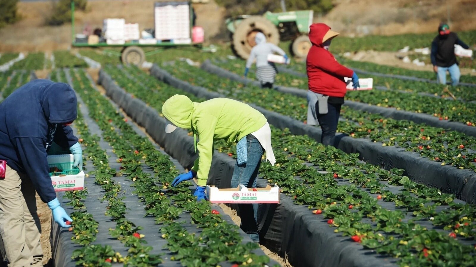 Petition · Ensure Basic Human Rights for Undocumented Agriculture ...