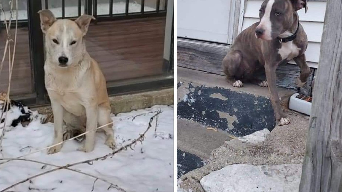 Petition · Make it illegal to leave your pets out in extreme weather ...