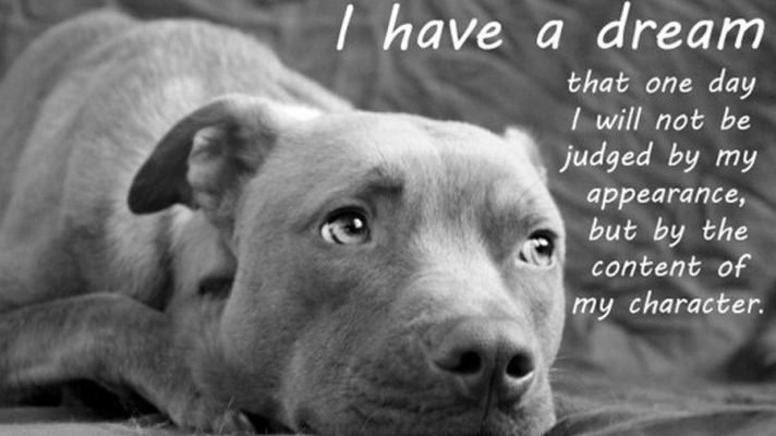Petition · End Breed Specific Legislation (BSL) in Canada - Canada ...