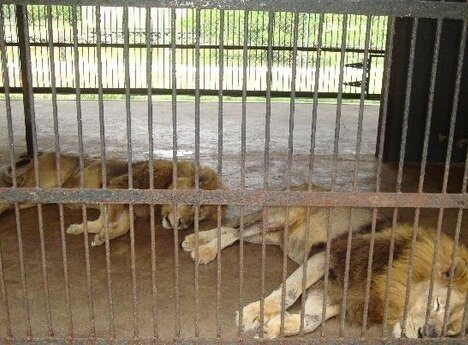 Petition · Stop the inhumane treatment of animals - United States ...