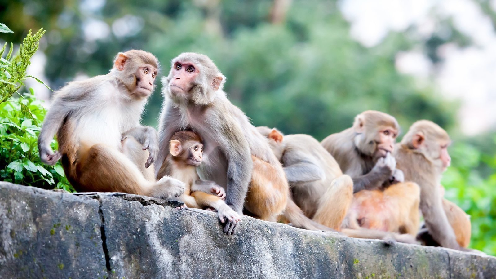 Petition · Monkey Declared Vermin in Himachal Pradesh - We need to save ...