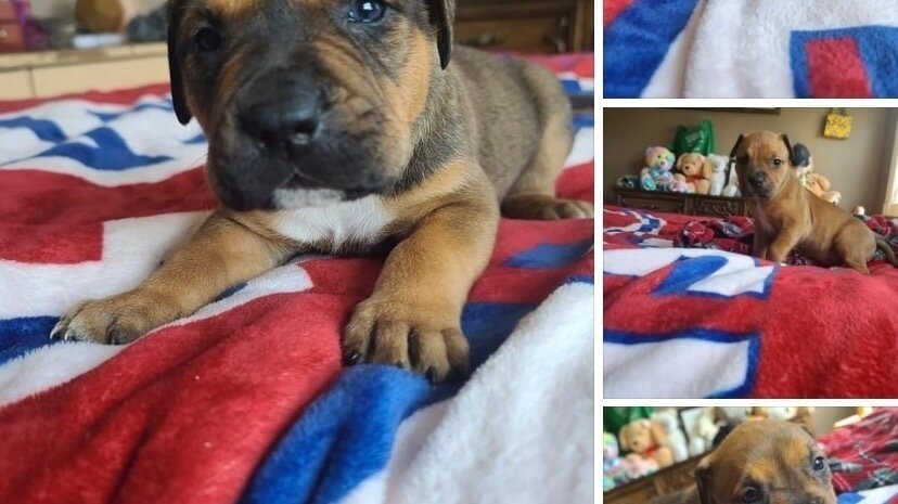 Petition · Help stop David and Chelsea Strickland from selling sick ...