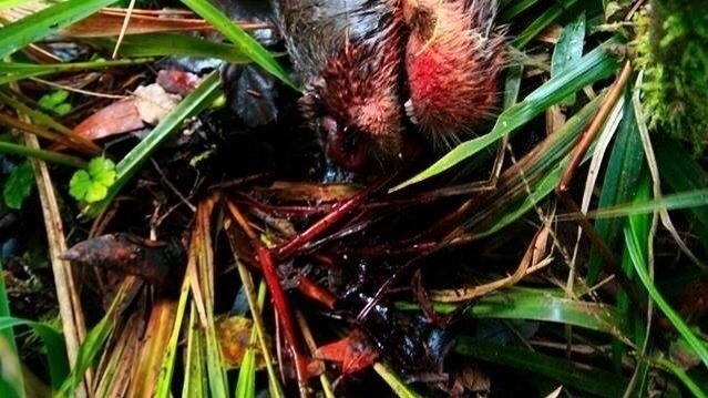 Petition · STOP: INHUMANE ANIMAL CONTROL IN AUSTRALIA - Australia ...