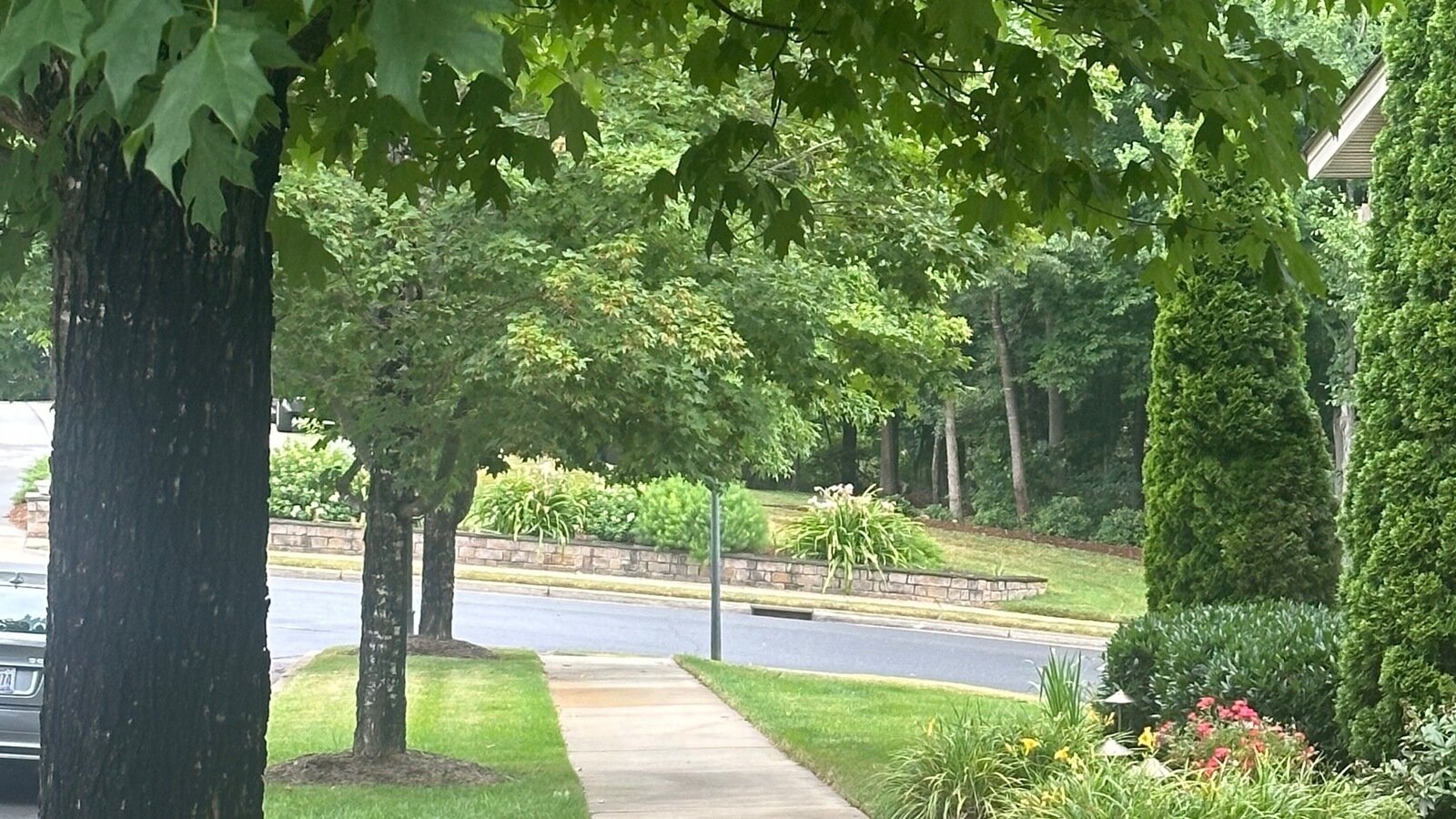 Petition · Halt the Removal of 43 Trees Along The Sidewalks in Hutton ...