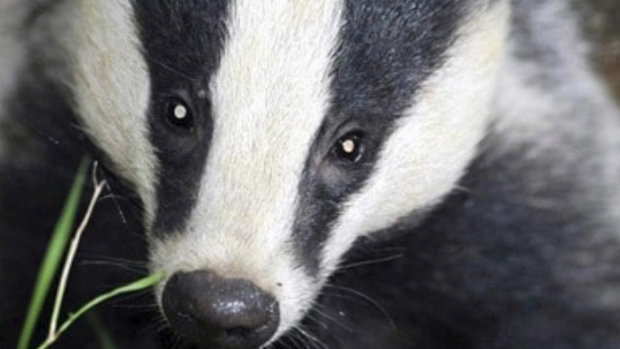 Petition · Prevent culling of badgers in Northern Ireland. Support ...