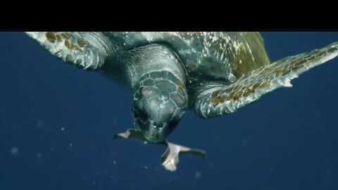 Petition · Coca-Cola: Save wildlife by switching to edible six-pack ...