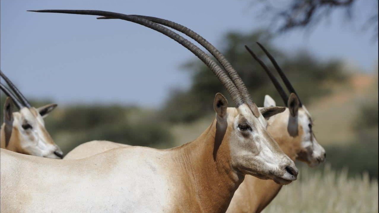 Petition · End Captive Hunting - United States · Change.org