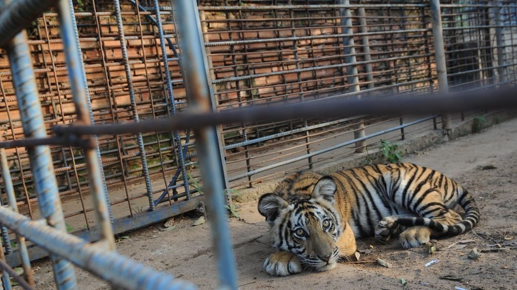 Petition · Cages are cruel....Be human with animals - India · Change.org