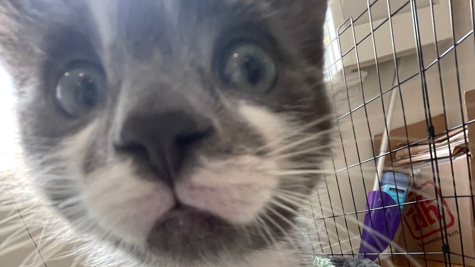 Petition · get greer a cat - Canada · Change.org