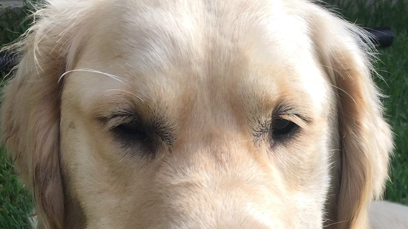 Petition · Dogs on Gillan oval - Australia · Change.org