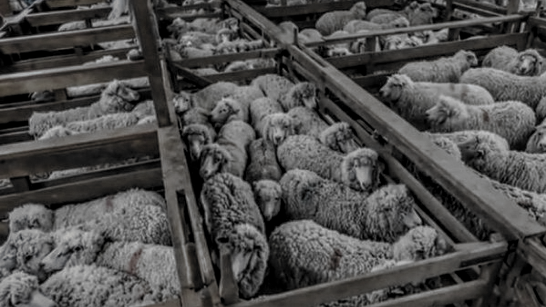 Petition · Urge Mesquite ISD to ditch cruel wool jackets - United ...