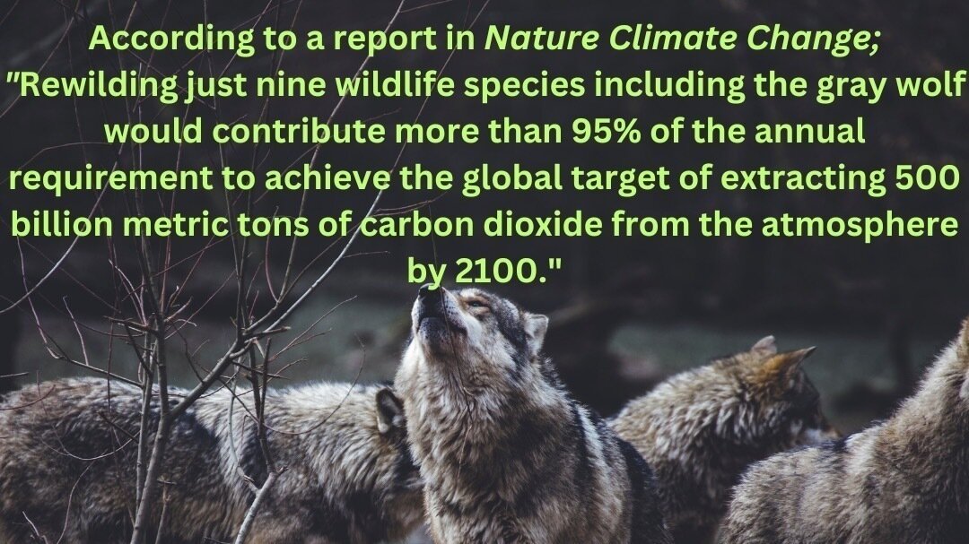 Petition update · Endangered species who are being hunted for trophies ...