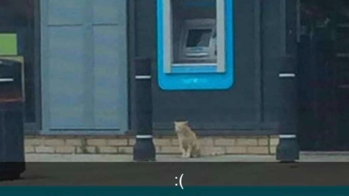 Petition · Let Rupert the cat back in the coop - United Kingdom ...