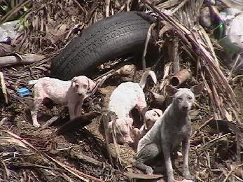 Petition · Stop killings on Dead Dog Beach · Change.org