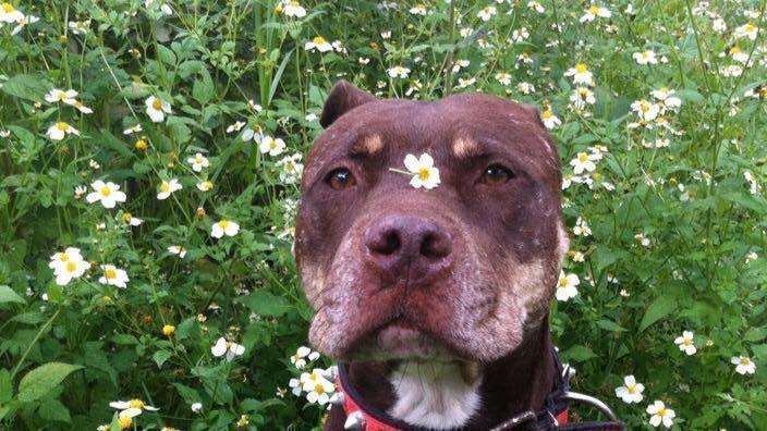 Petición · Purina Helps Chino's Tumor Treatment (Purina ayuda al ...