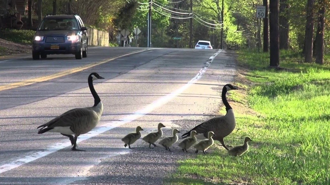 Petition · Save Jacksonville's Geese - United States · Change.org