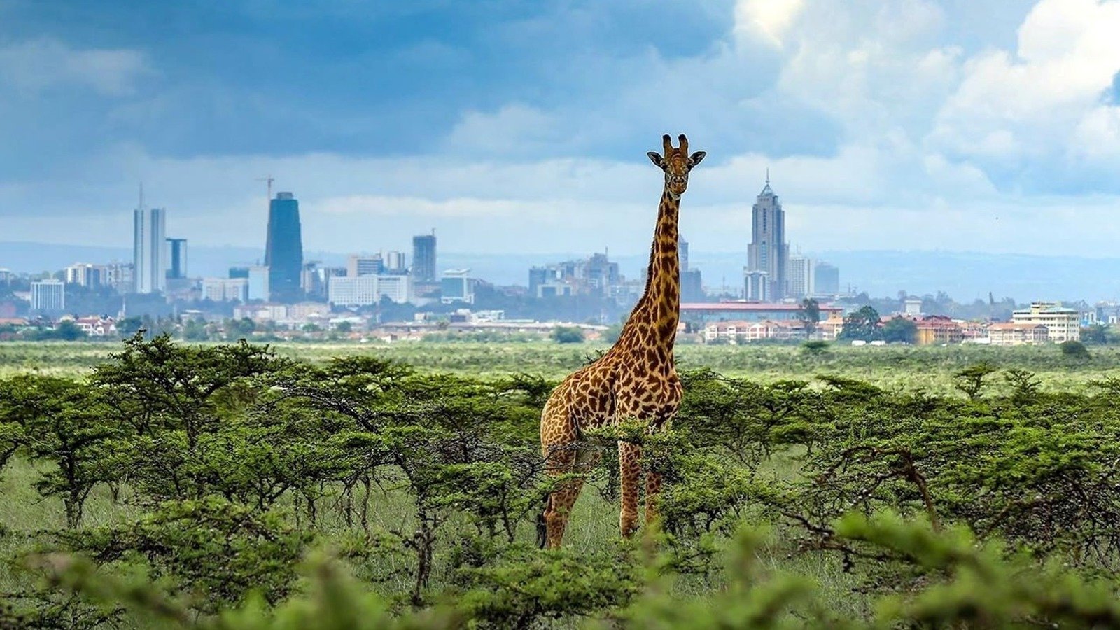 Petition · Construct A Wildlife Corridor Through the Athi-Kapiti Plains ...
