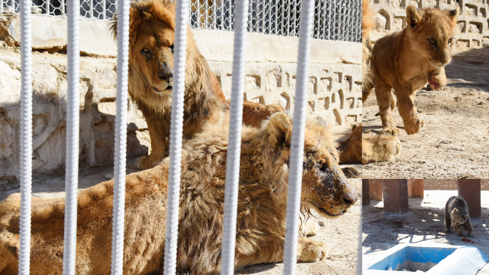 Pétition · Pour le sauvetage des animaux malades, malnutris et blessés ...