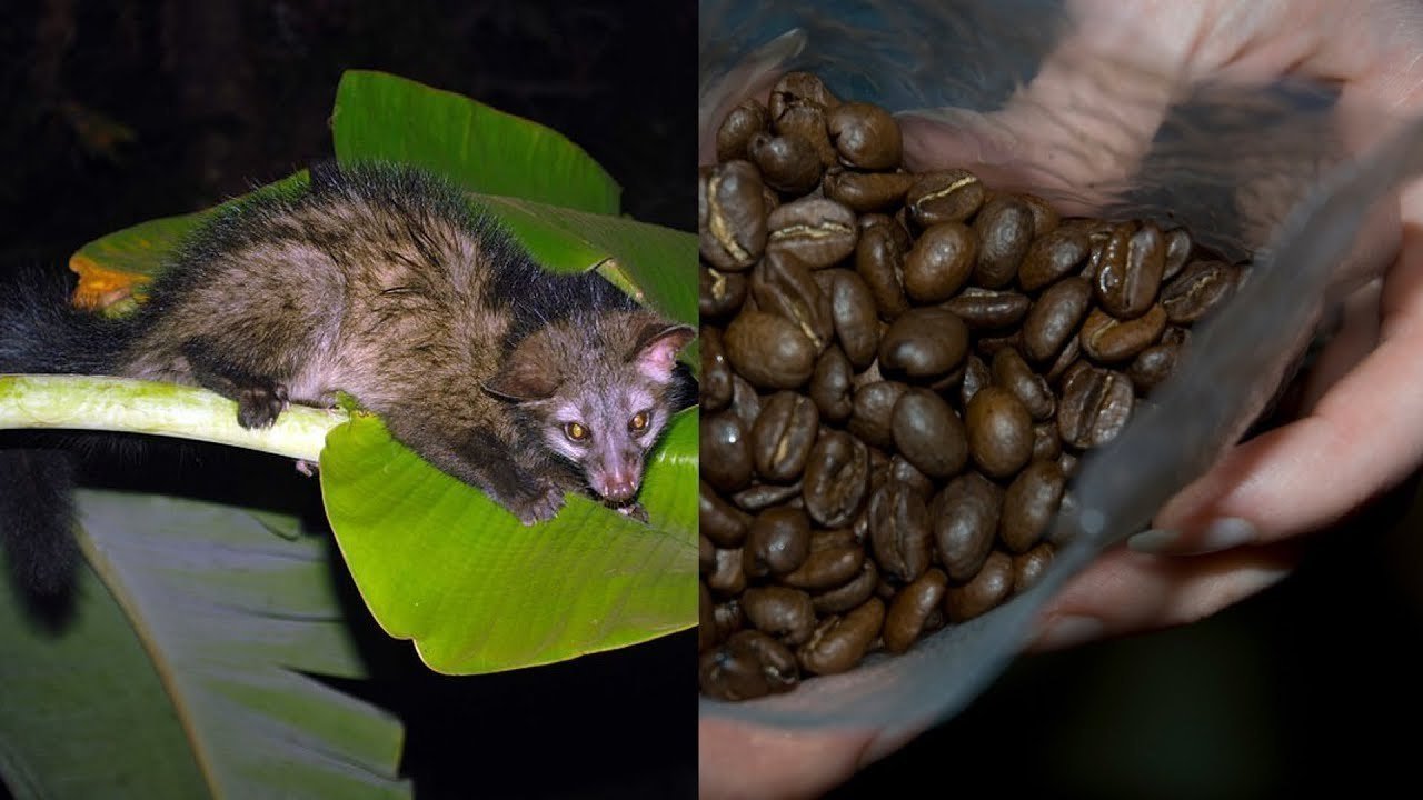 Petizione · SALVIAMO GLI ZIBETTI IN INDONESIA!!! · Change.org