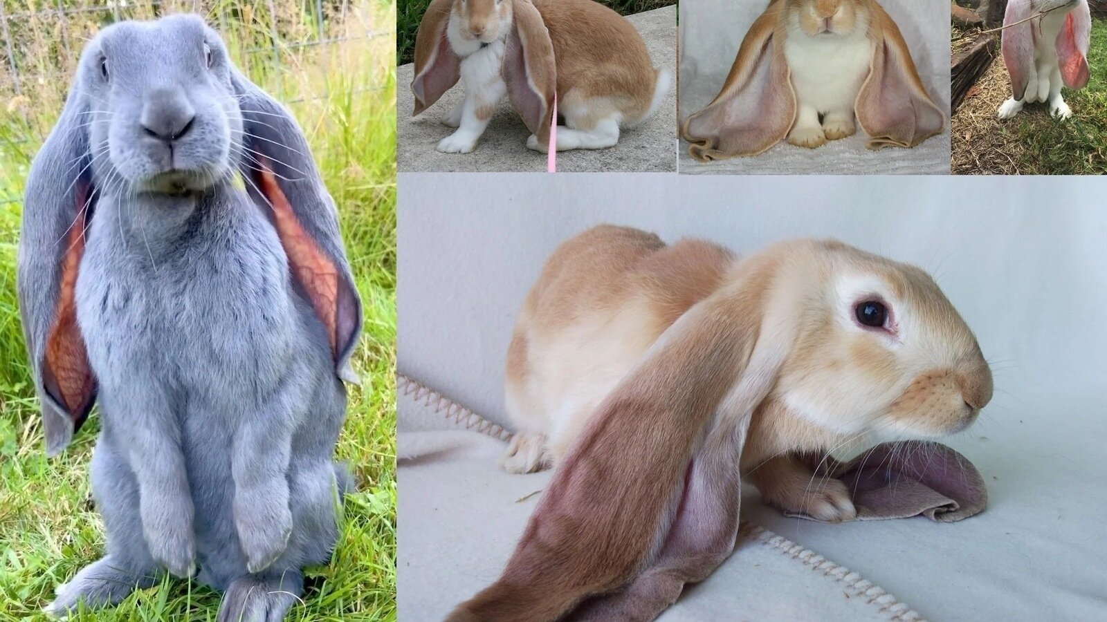 Petition · Introduce a Blue English Lop Bunny Rabbit at Spangdahlem AB ...