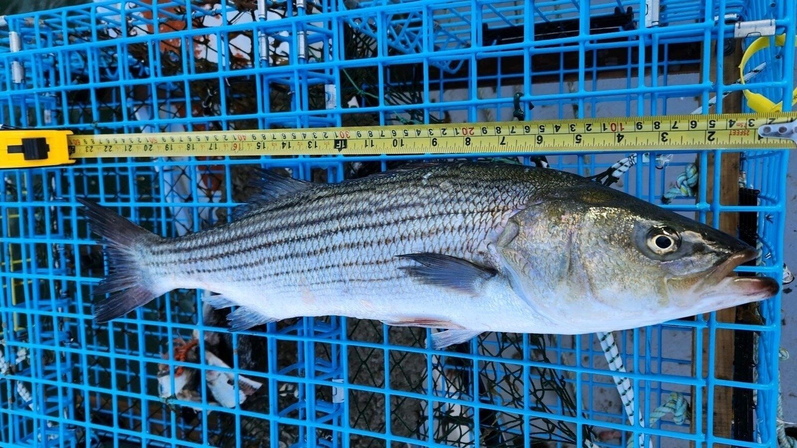 Petition · Control the striped bass population of the southern Gulf of ...
