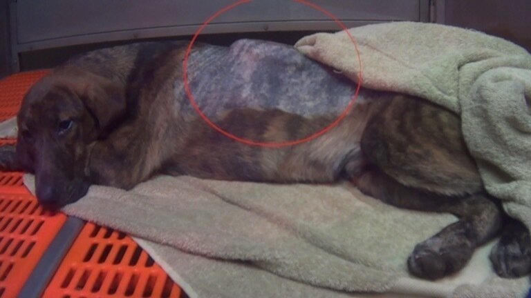 Petition · Charles Laboratories Beagle testing - United States · Change.org