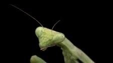 Petition · Change the plural form of praying mantis to praying manti ...