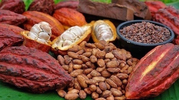 Pétition · El cacao artificial - France · Change.org