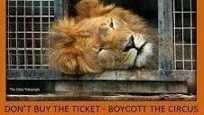 Petition · SAY NO TO CIRCUS WITH ANIMALS - South Africa · Change.org