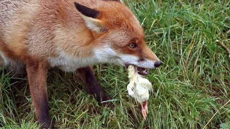 Petition · BETTER FOX MANAGEMENT FOR AUSTRALIA - Australia · Change.org