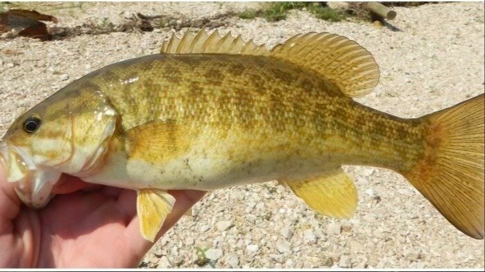 Petition · Save the Neosho Bass: A Petition to Change Oklahoma’s State ...
