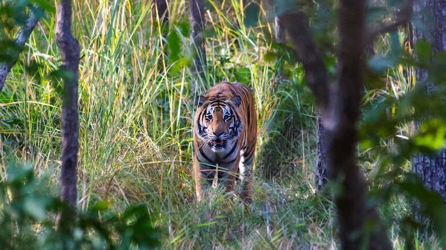 Petition · TIGER KING - Ask Netflix to produce a prequel with ...