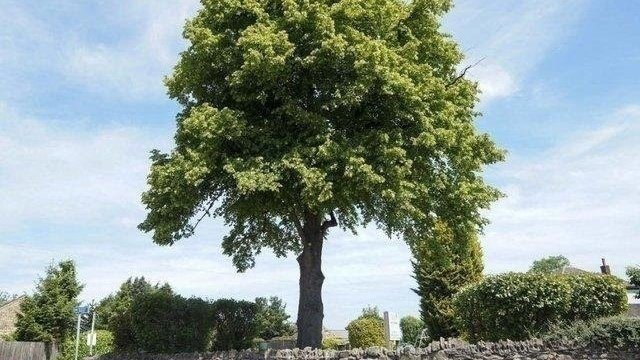 Petition · TPO’s Trees Under Threat - United Kingdom · Change.org