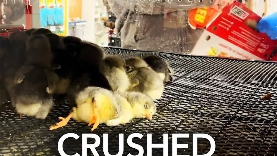 Petition · Change the Tractor Supply Chick/Duckling Brooders - United ...