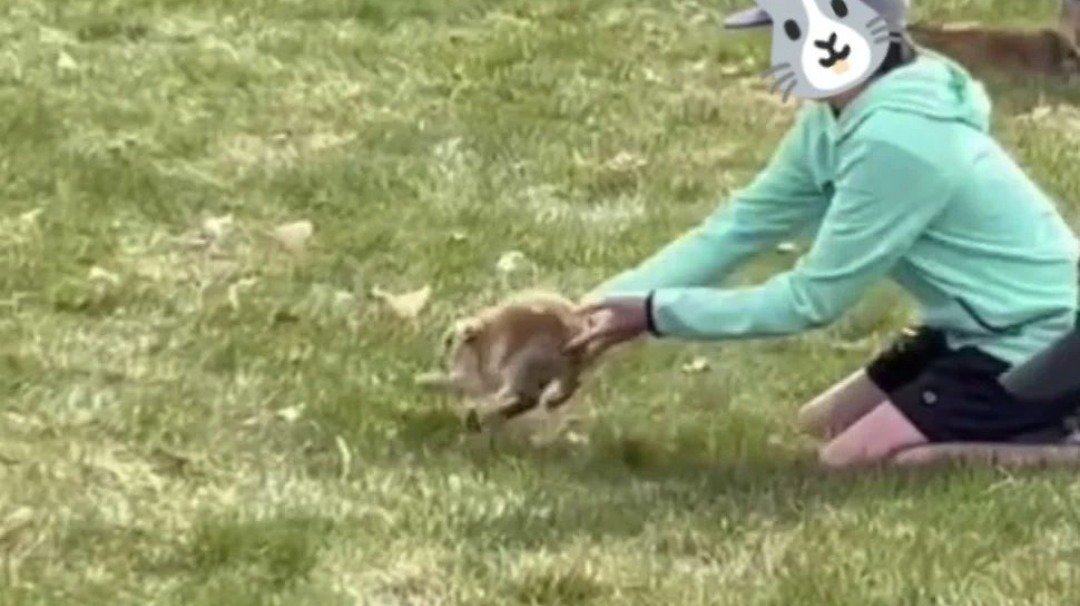 Petition · End Utah's Bunny Chases - United States · Change.org