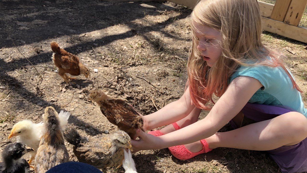 Petition · Correct the Chicken Ordinance in Hutchinson - Hutchinson ...