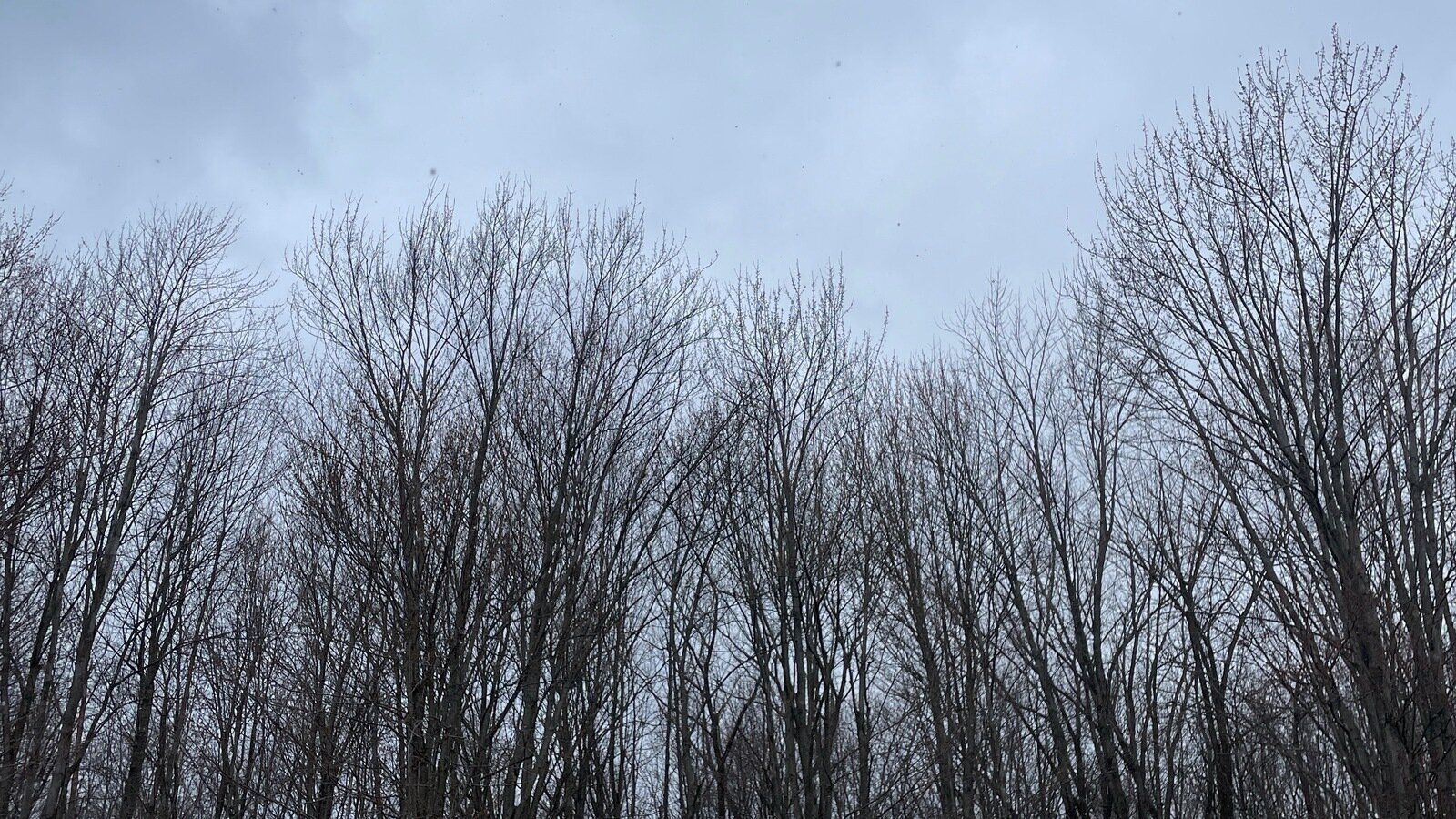 Petition · Limit Deforestation in Developing Areas of Avon, OH - Avon ...