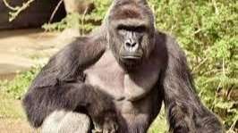 Petition · Make Harambe a Force Ghost in Return of the Jedi - United ...