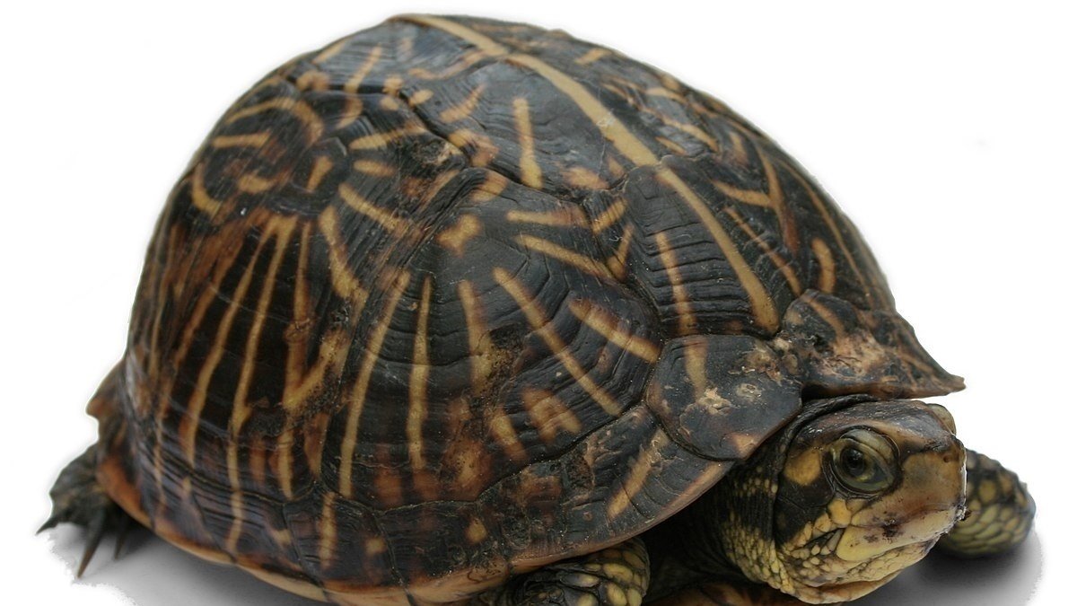 Petition · Help cure turtle cancer! - United States · Change.org