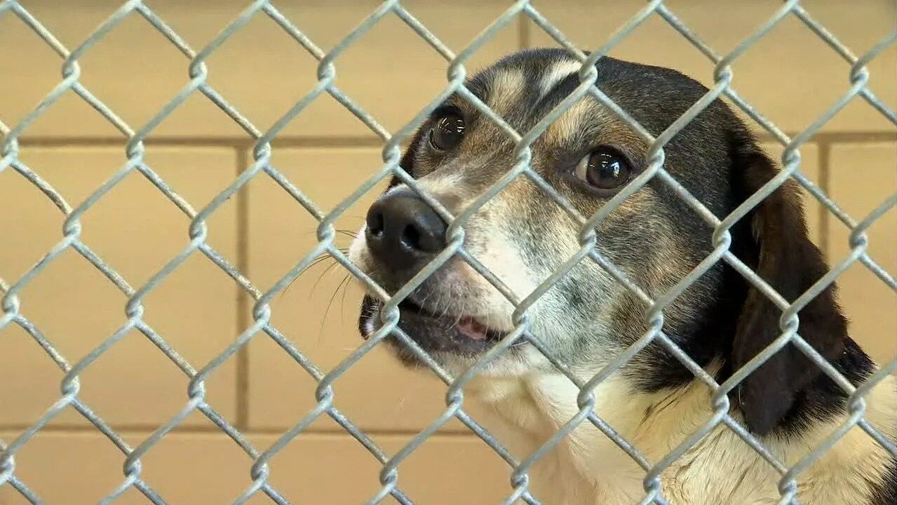 Petition · Justice for the Animals Rescued in Lincoln Hoarding Cases ...