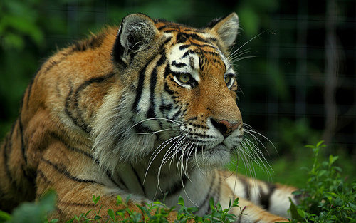 Petition · Urge Obama to Help Save Tigers Now - United States · Change.org