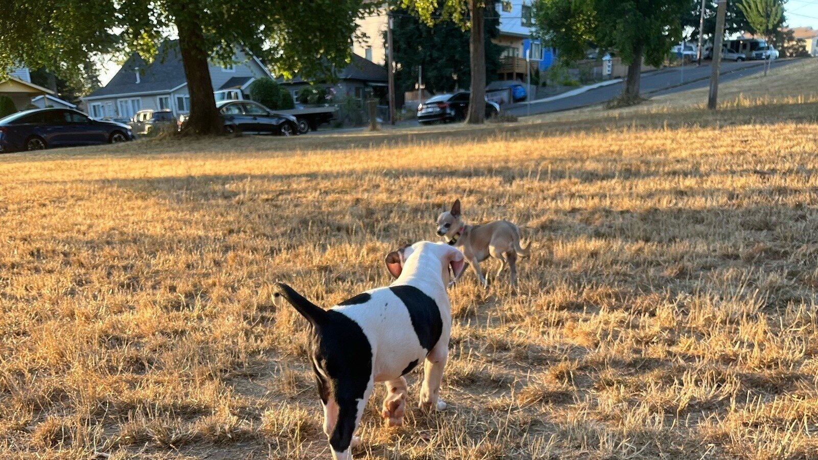 Petition update · 🐾 Make Sure to Share Your Thoughts About Lents Dog ...