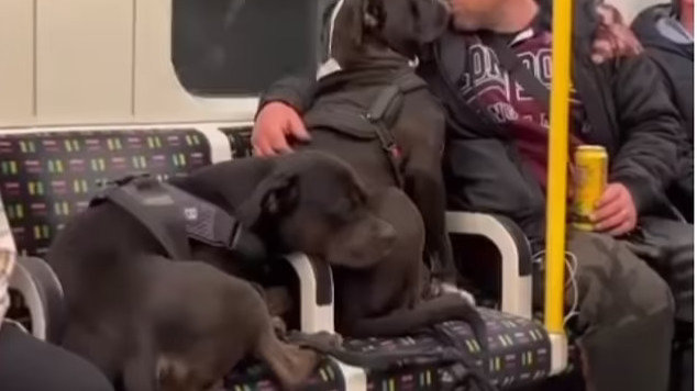 Petition · Statues of Marshall and Millions, dogs shot by police ,to be ...