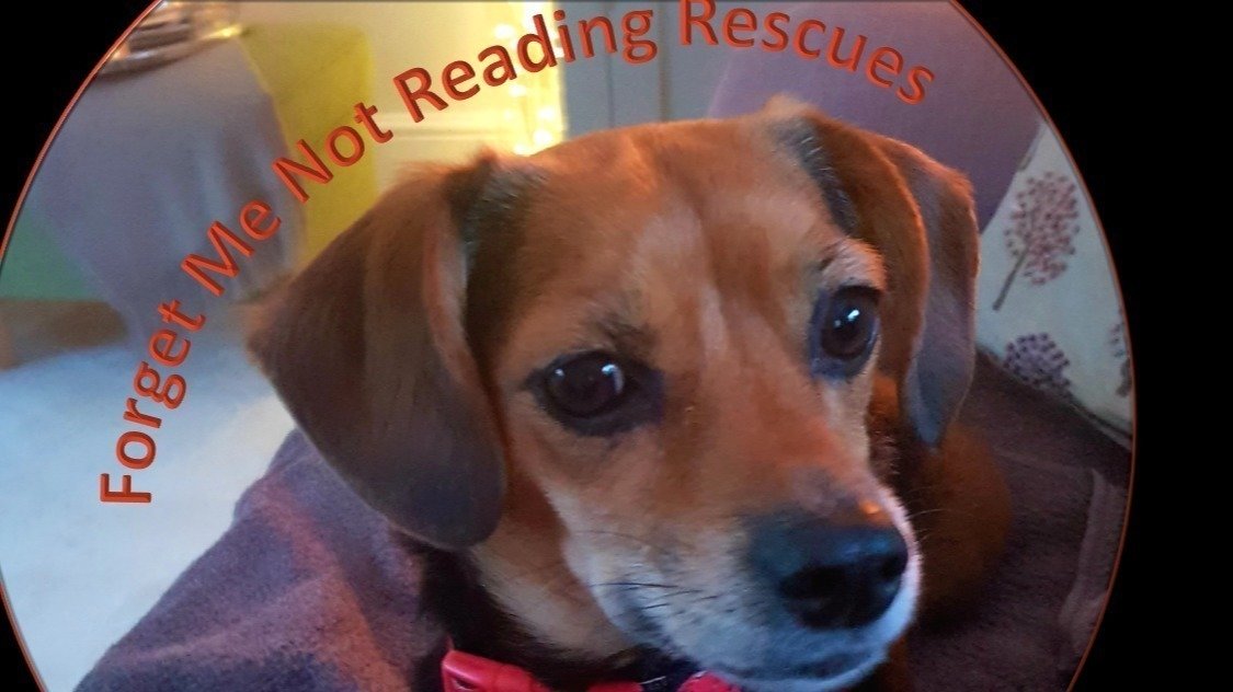 Petition · Reverse ban from DEFRA for rescue dogs to the UK - United ...