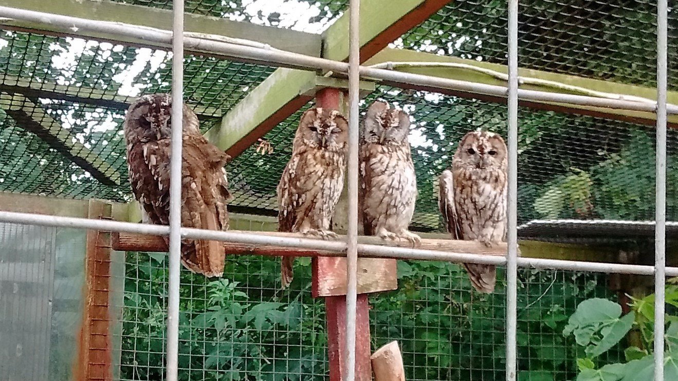 Petition · Help save the owls in Folkestone - United Kingdom · Change.org