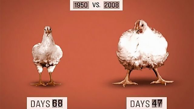 Petition · Remove the Abuse of Animals in the Fast Food Industry ...