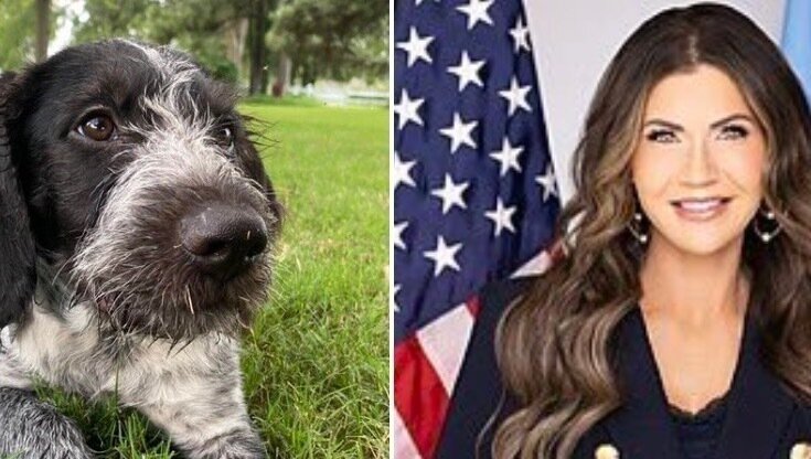 Petition · Demand Justice for Cricket and Hold Kristi Noem Accountable ...