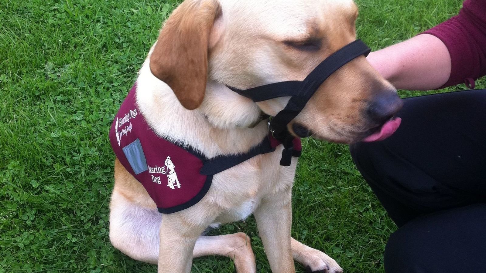 Petition · Reform the judicial process for assistance dog access ...