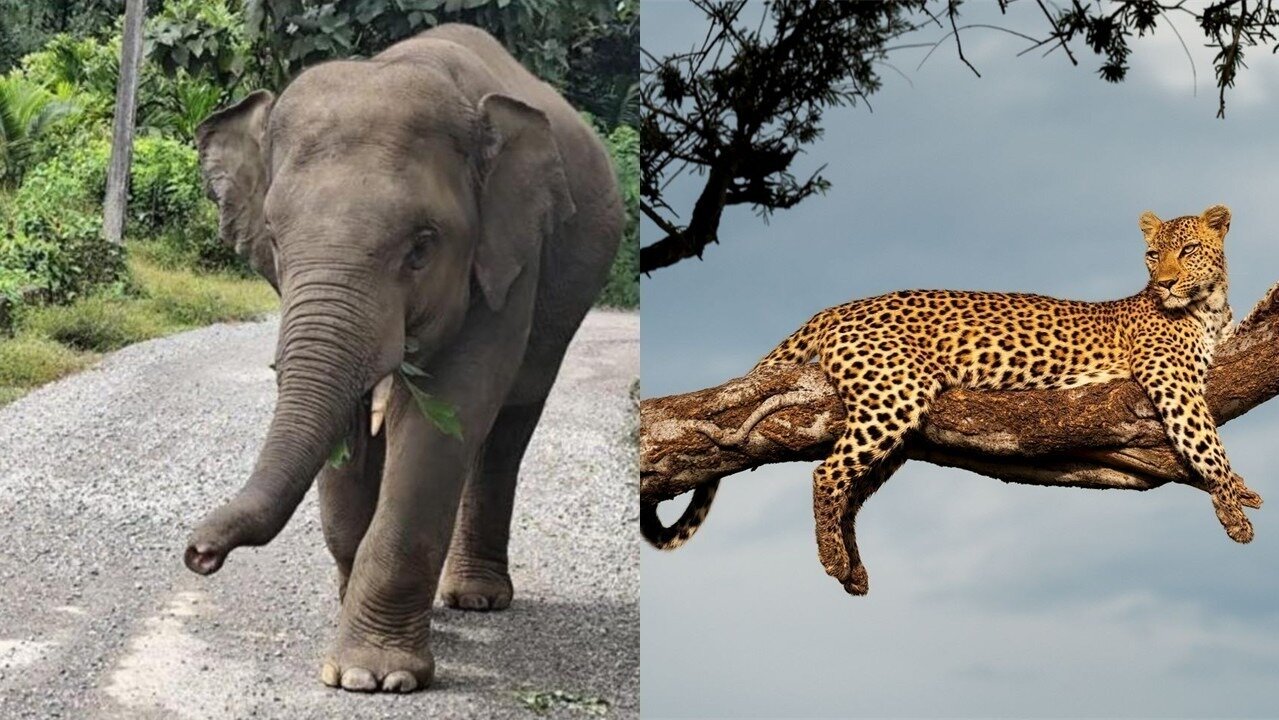 Petition · Save Elephant Omkar & Maharashtra Leopards - India · Change.org