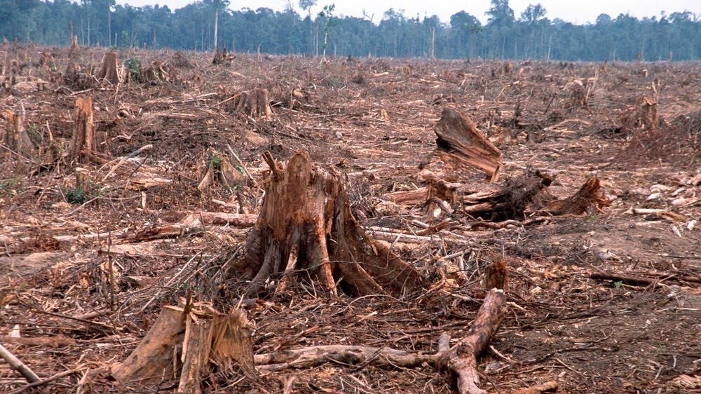 Petition · Help Change How We Deal With Deforestation Before ...
